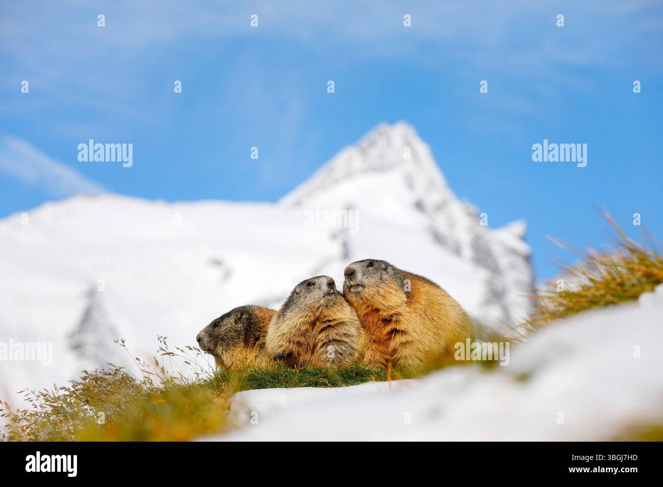 Alpine marmot (Marmota marmota), marmot family looking out of burrow in ...
