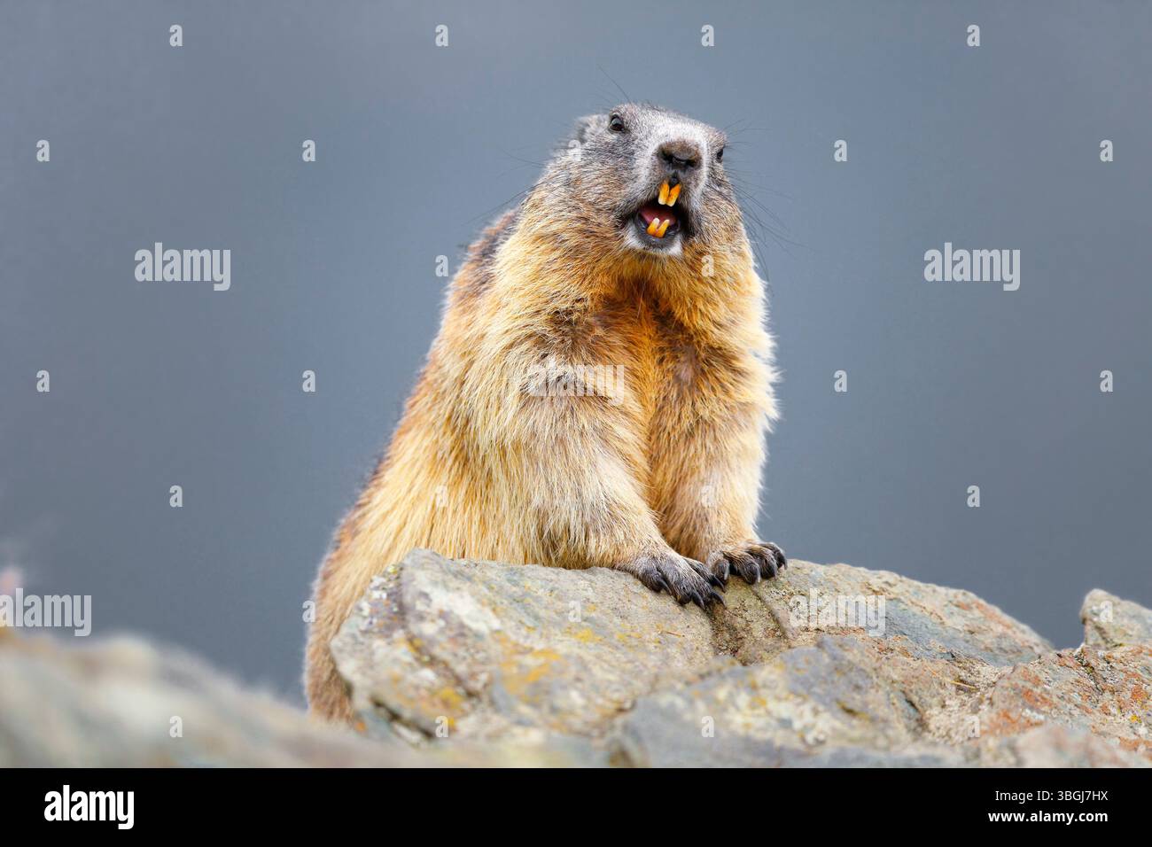 Alpine marmot (Marmota marmota), marmot leaning on rocks and looking ...