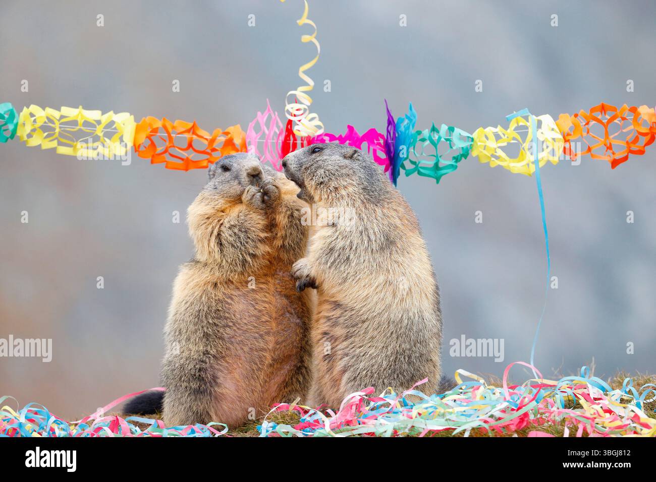 Alpine marmot (Marmota marmota), two marmots sit next to each other in carnival decorations with ...