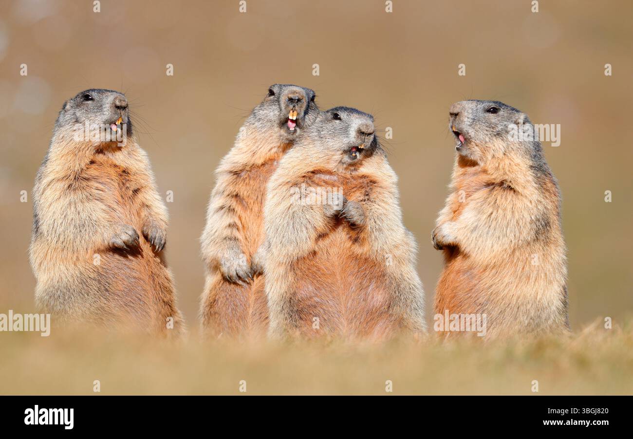Alpine marmot (Marmota marmota), four marmots standing next to each other and looking into the ...