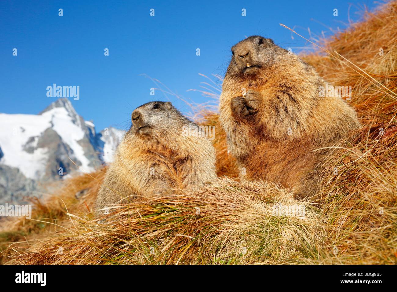 Alpine marmot (Marmota marmota), two marmots sitting at the burrow in ...