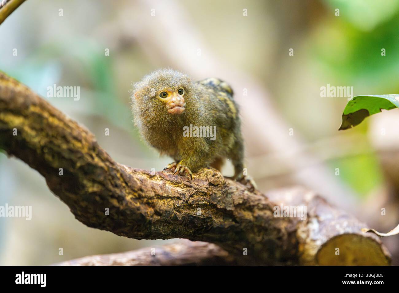 Eastern pygmy marmoset hi-res stock photography and images - Alamy