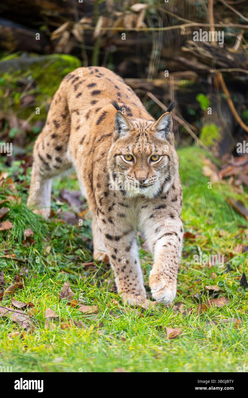 Eurasian lynx (Lynx lynx), in a forest, captive, Bavaria, Germany ...