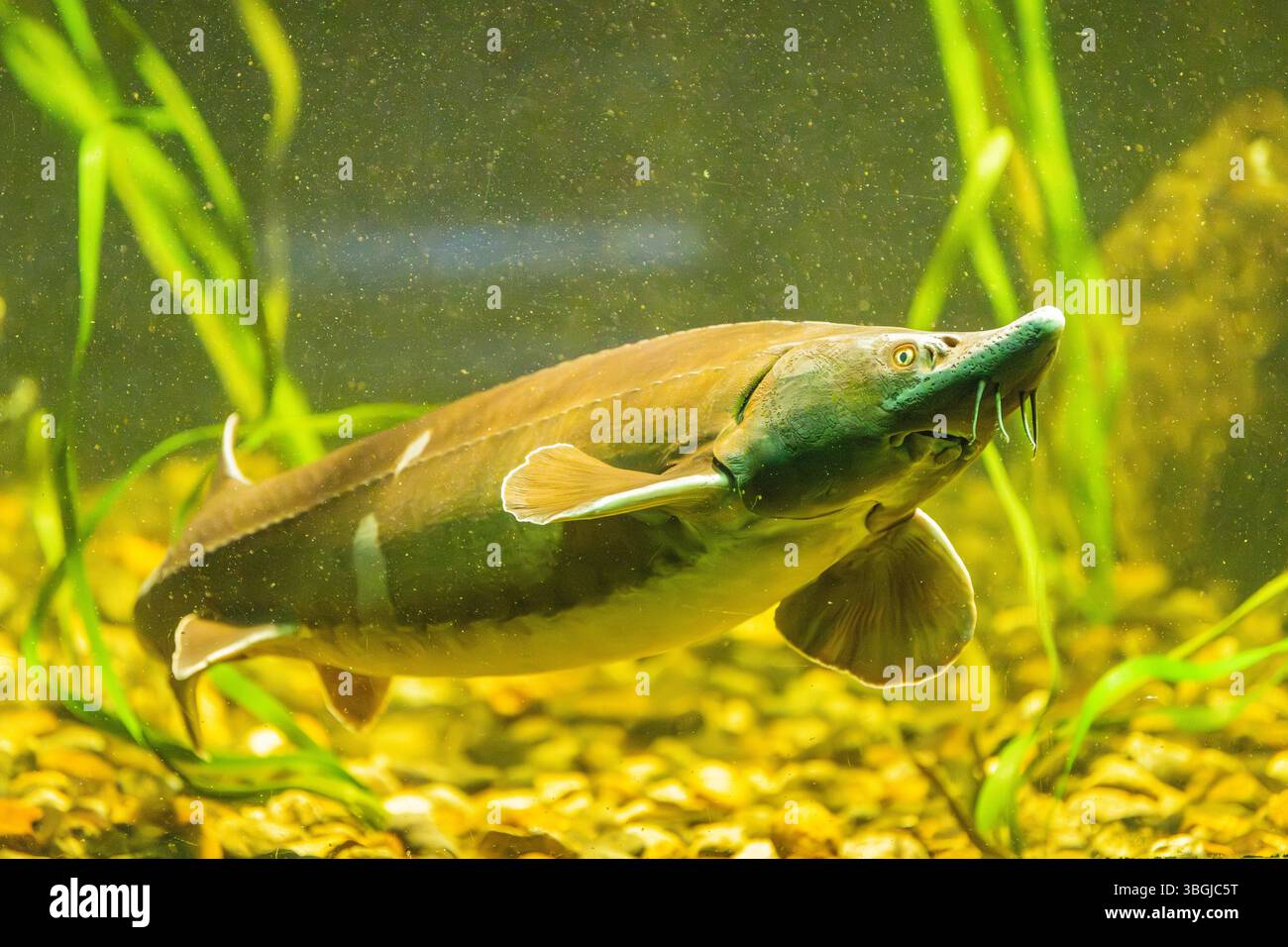 Sturgeon fish swimming hi-res stock photography and images - Alamy