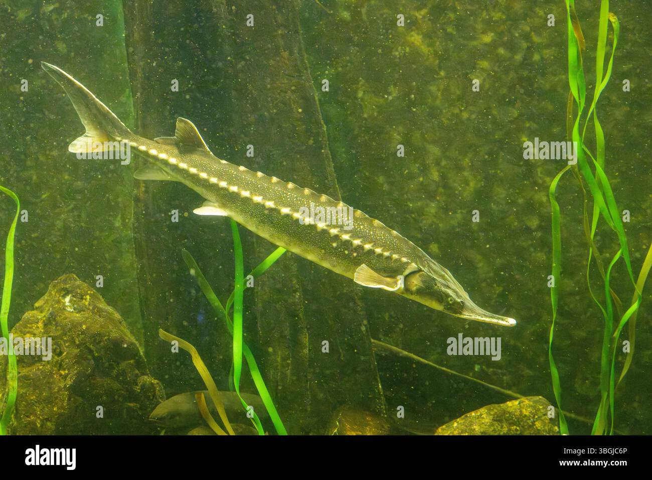 European sea sturgeon (Acipenser sturio) swimming underwater in a river ...