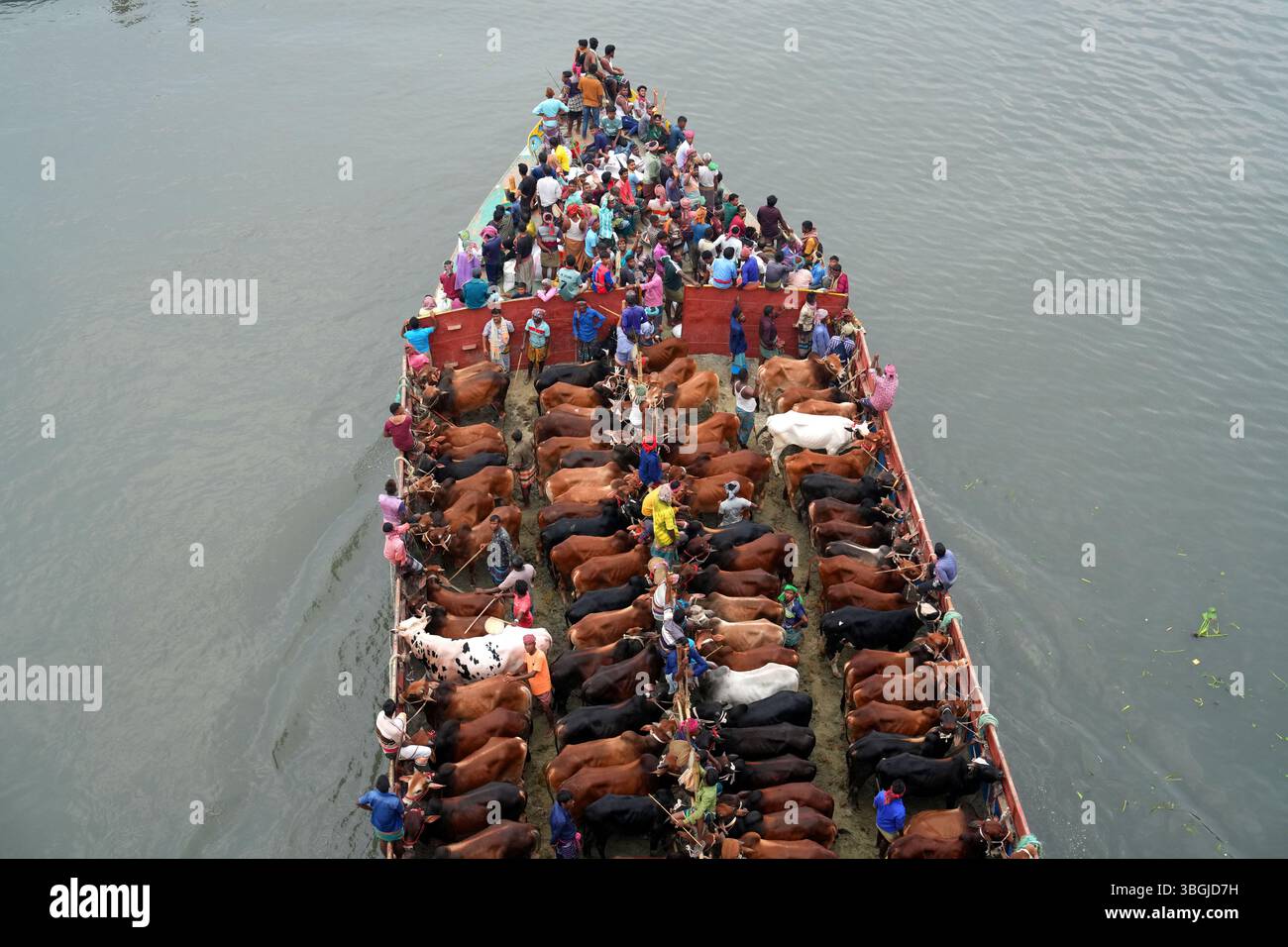 June 5, 2025, Dhaka, Dhaka, Bangladesh: Ahead of the Muslim religious festival Eid-ul-Adha ...