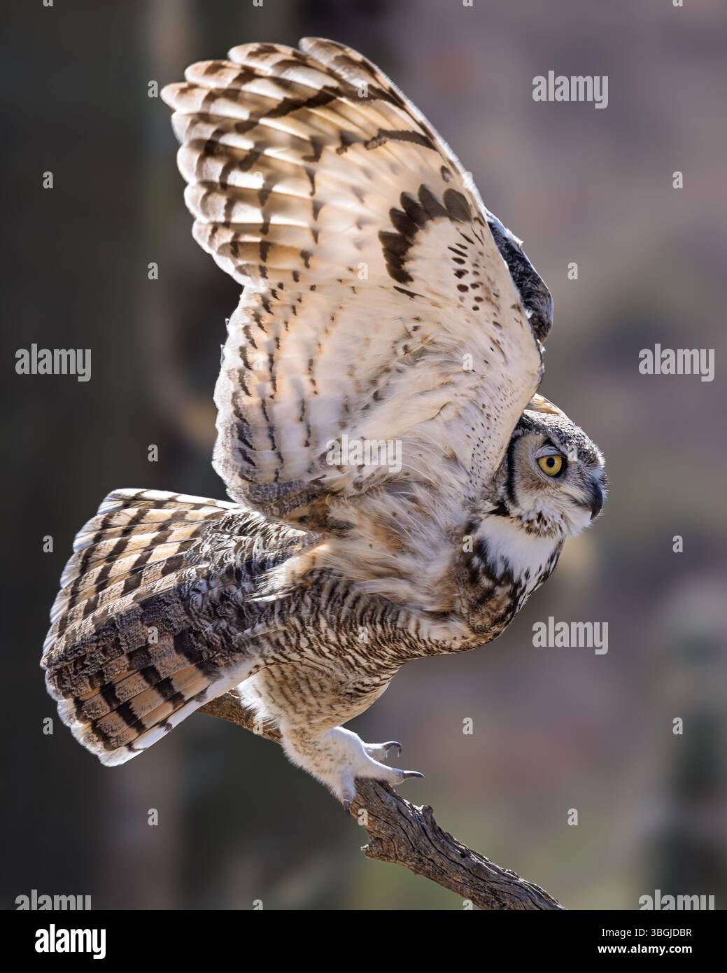 Great horned owls are adaptable and can thrive in desert environments ...