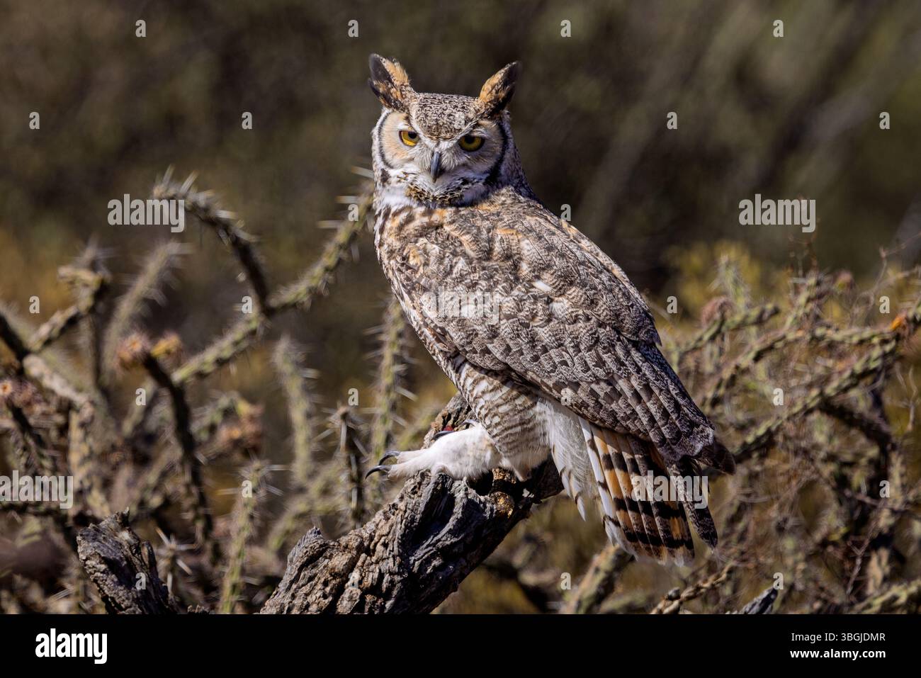 Great horned owls are adaptable and can thrive in desert environments ...