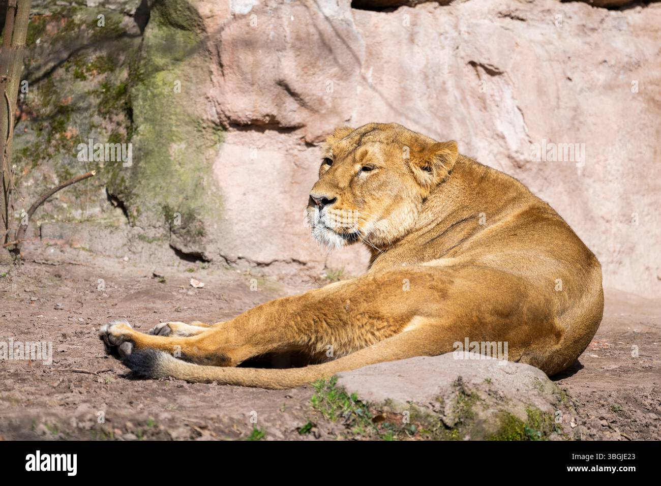Asiatic lion (Panthera leo persica) on a sunny day in the dessert ...