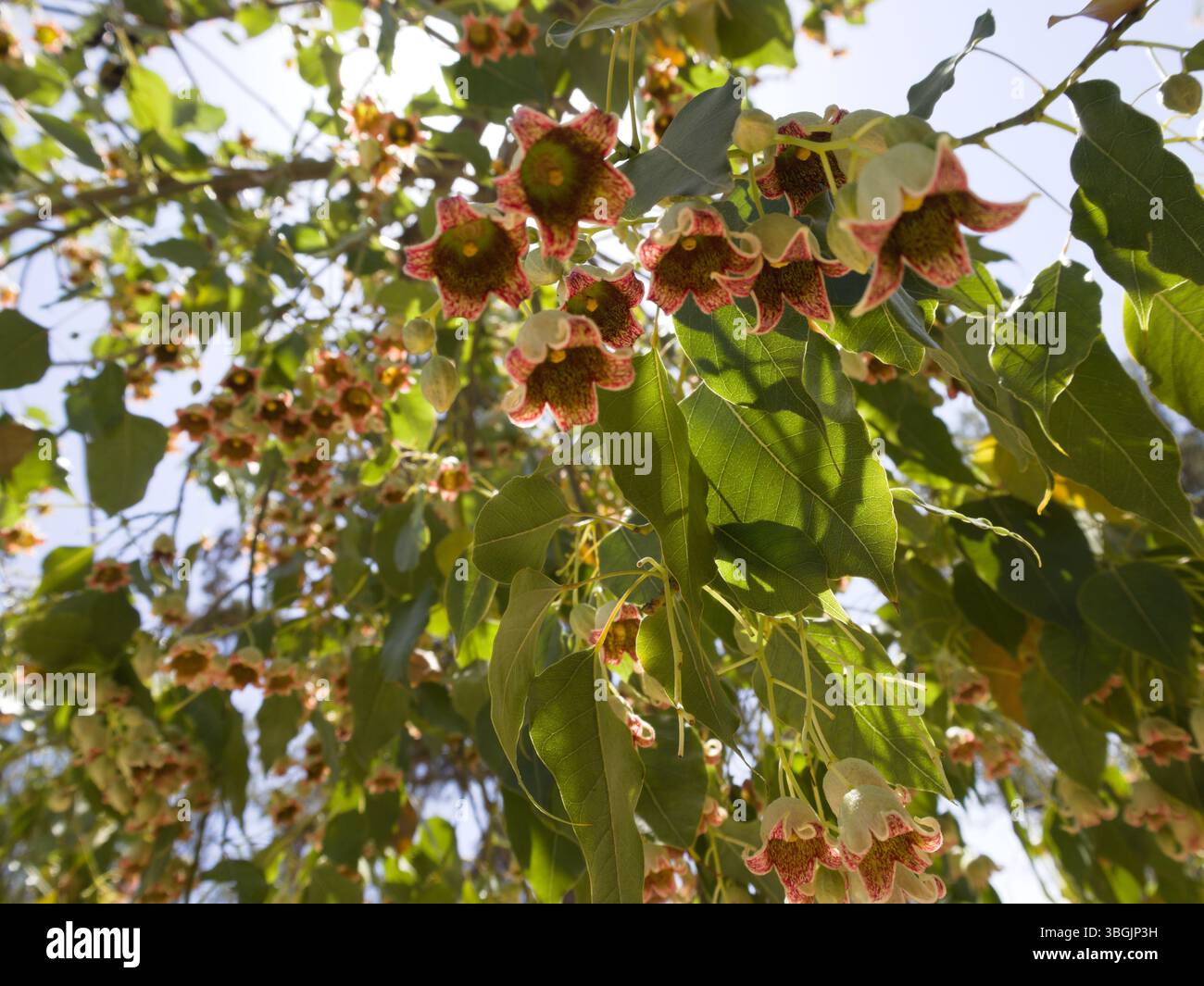 Brachychiton populneus tree branch photographed from below against a ...