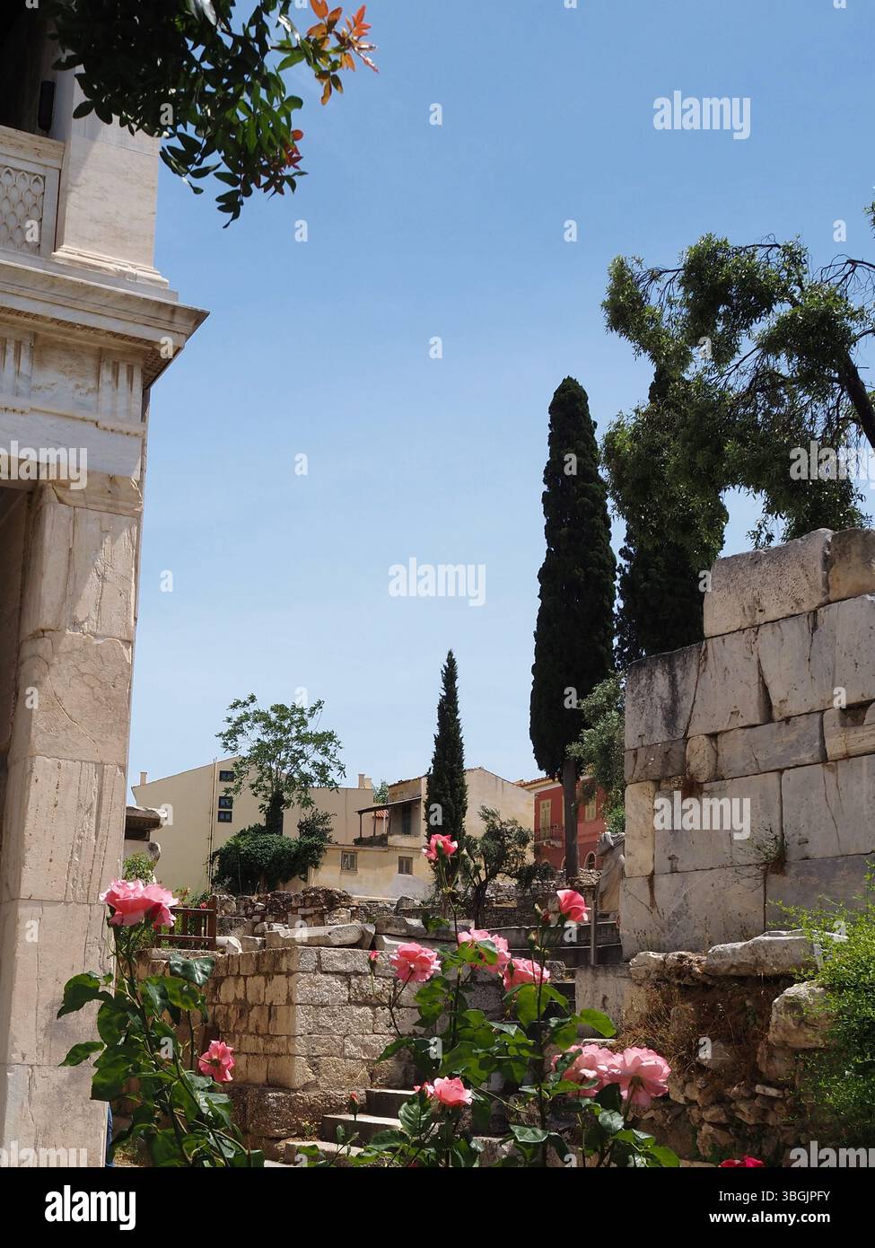 Pink Rose Bush in Front of Historic Stone Walls and Columns Stock Photo ...