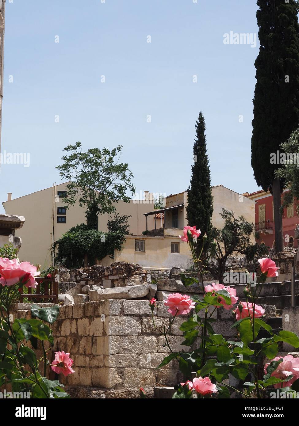 A blooming pink rose bush stands in front of old stone walls and ...