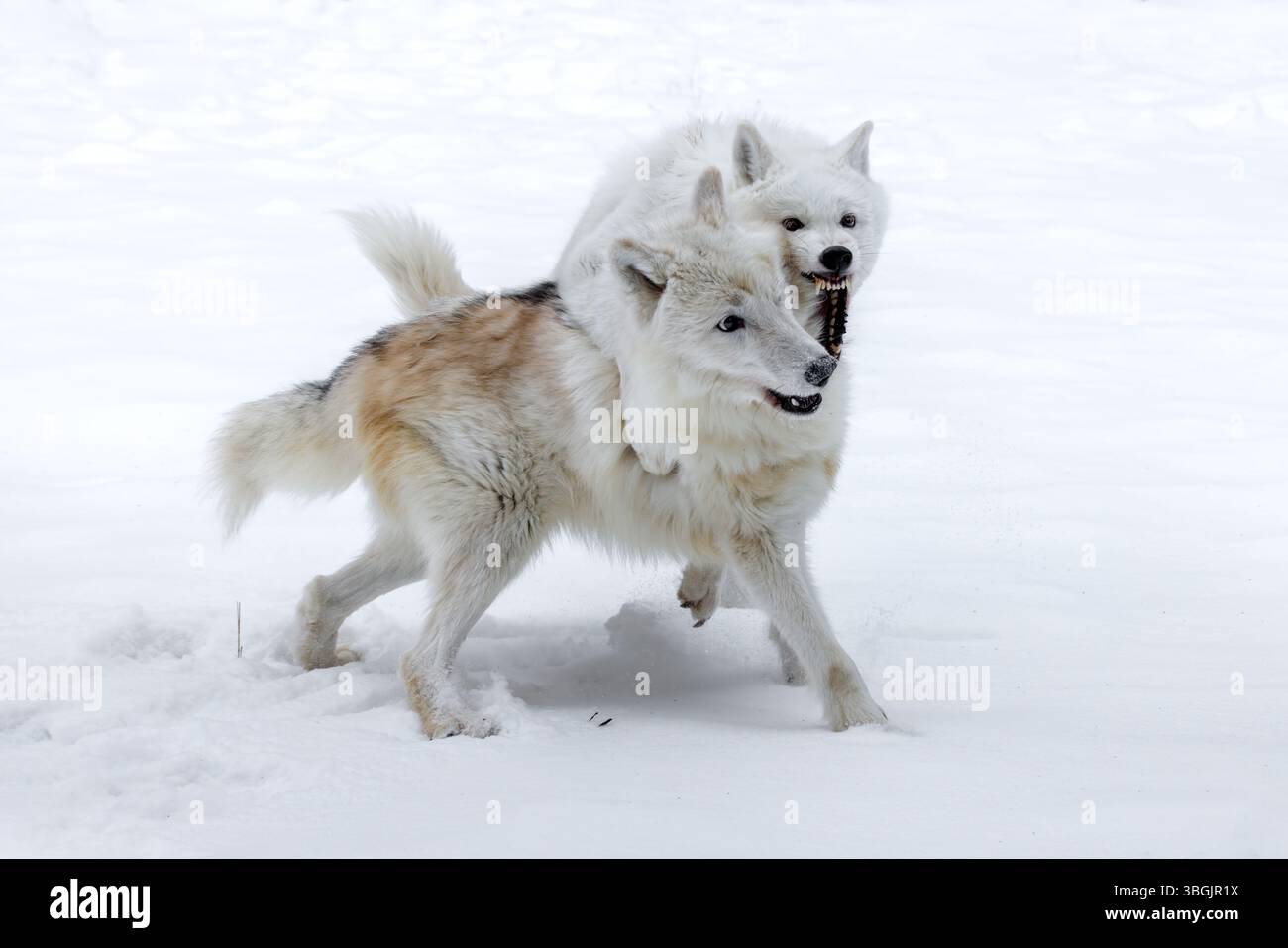 The Arctic wolf also known as the white wolf, polar wolf, and the ...