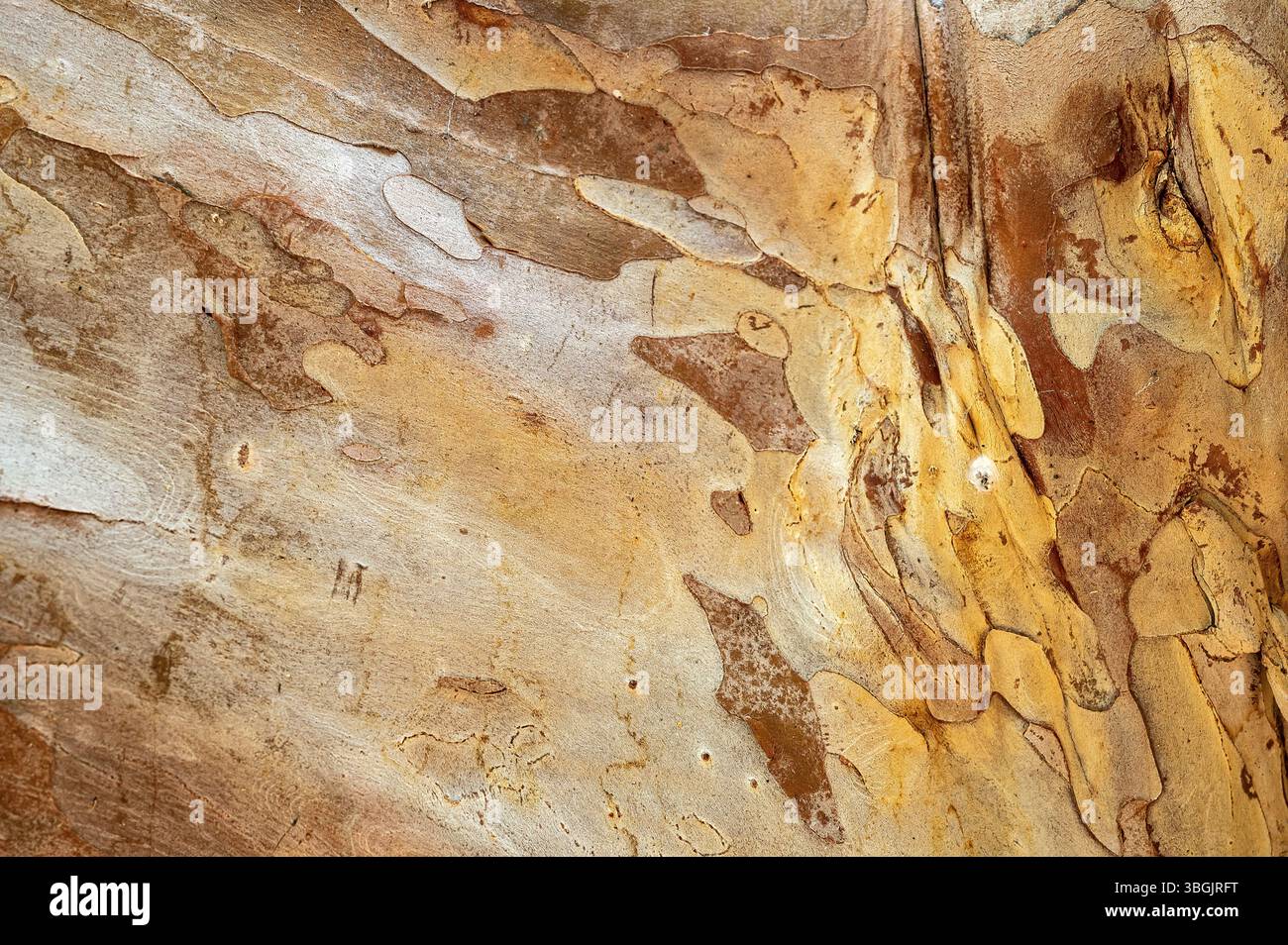 Wood texture color tones hi-res stock photography and images - Alamy