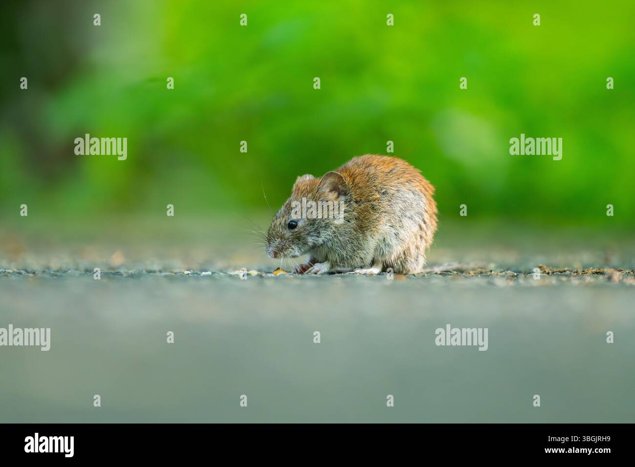 Common vole (Microtus arvalis) on the ground, Bavaria, Germany, Europe Stock Photo - Alamy