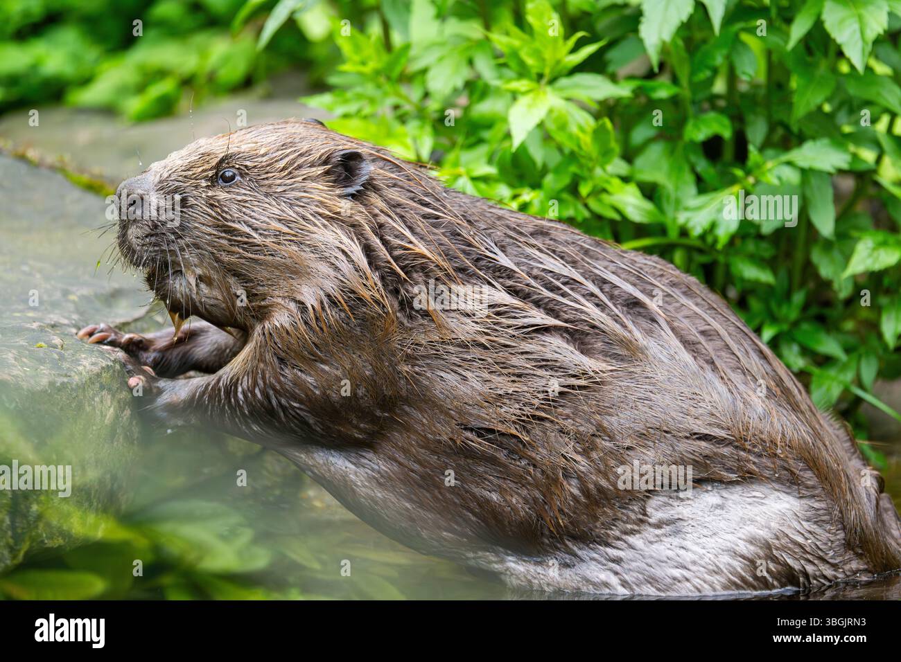 Eurasian beaver (Castor fiber) on the ground in the evening, Bavaria ...