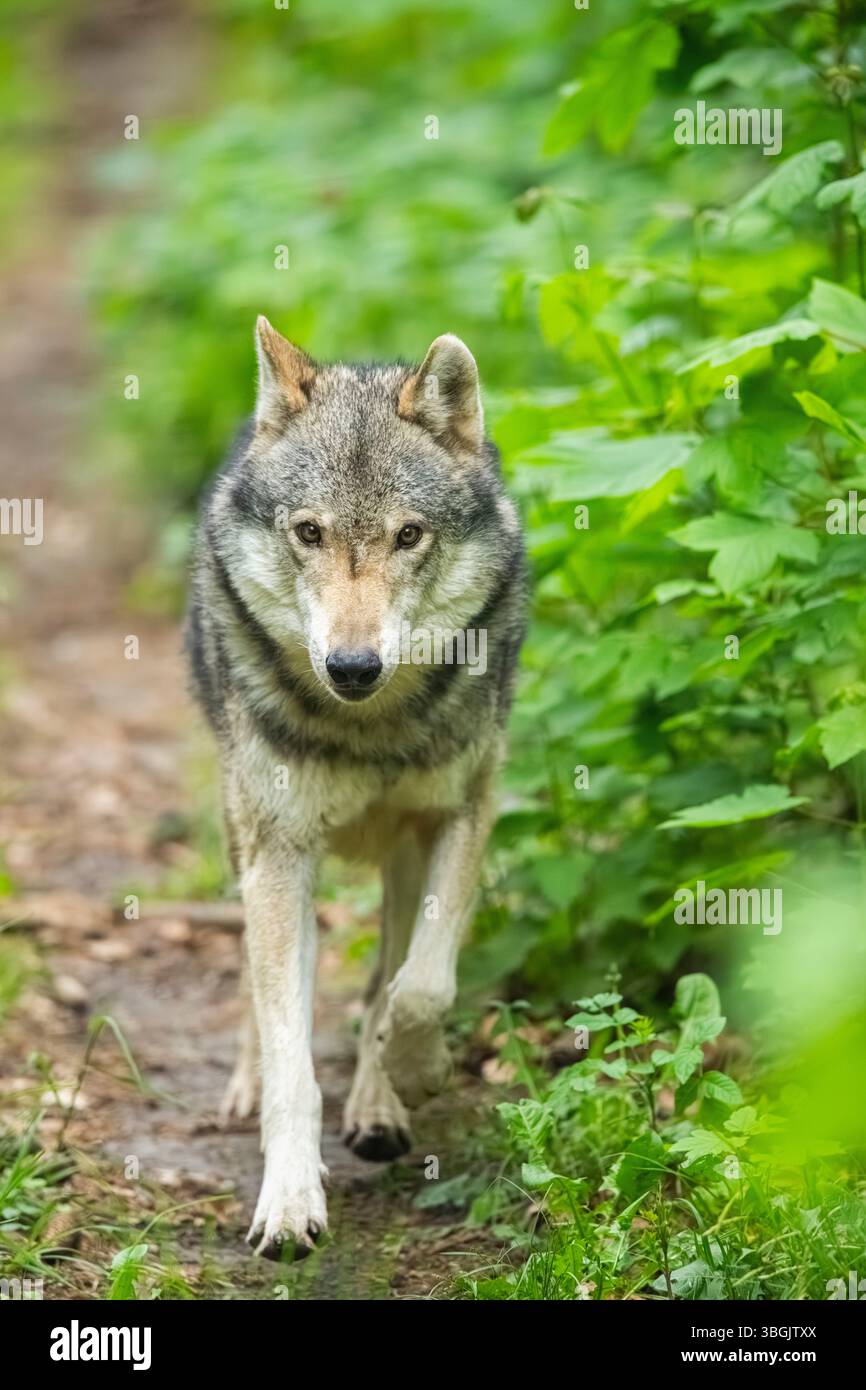 European gray wolf (Canis lupus lupus) in the forest, Germany, Europe ...