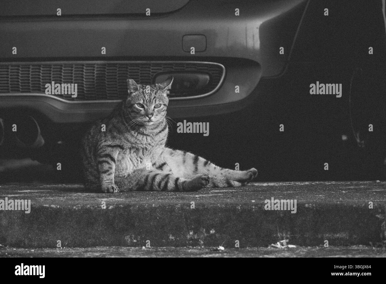 Urban animal habitat Black and White Stock Photos & Images - Alamy