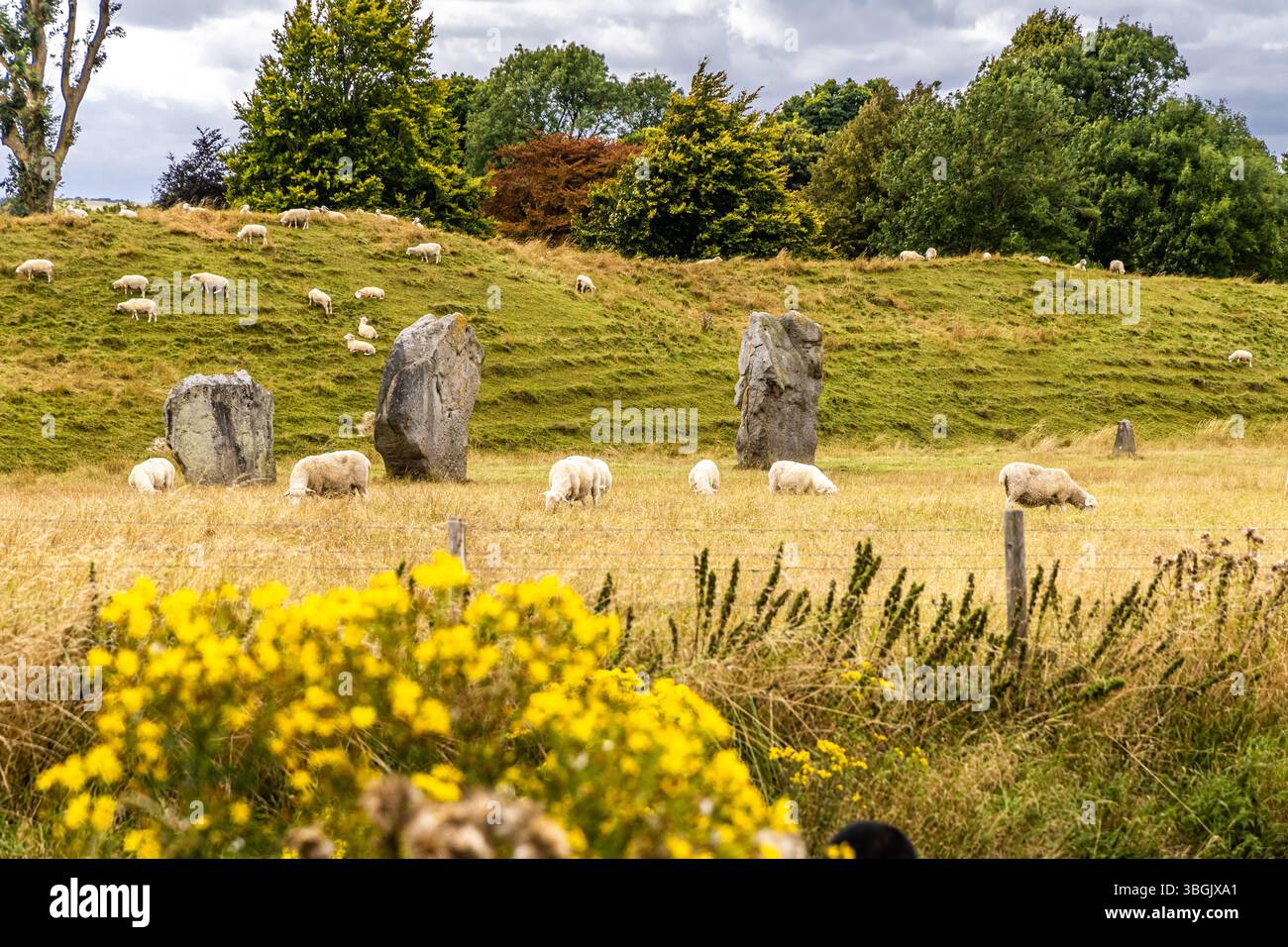 Sheep grazing around Avebury Neolithic henge stone monument .New Stone ...