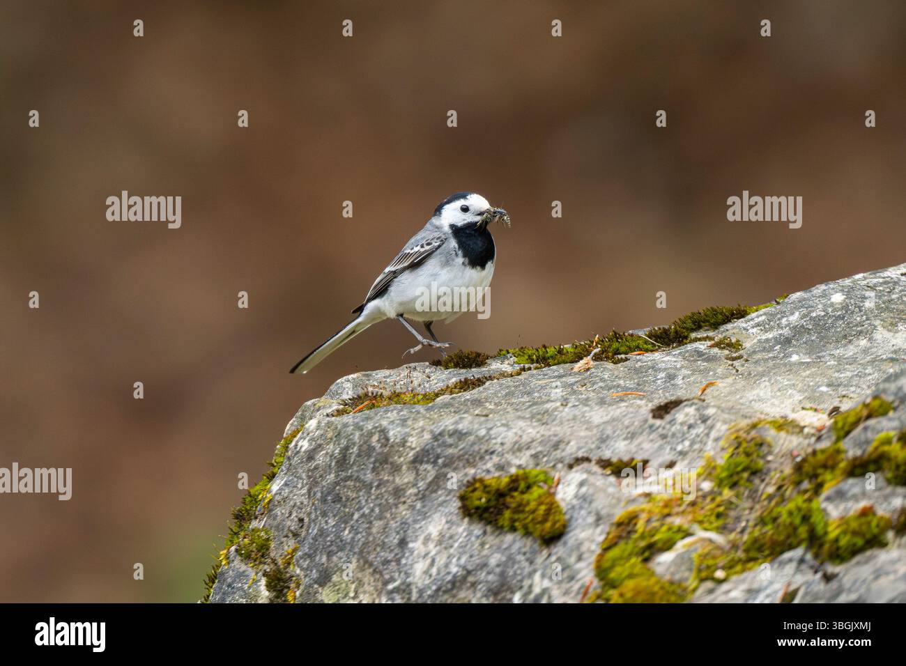 White wagtail motacilla alba sitting on a rock hi-res stock photography ...