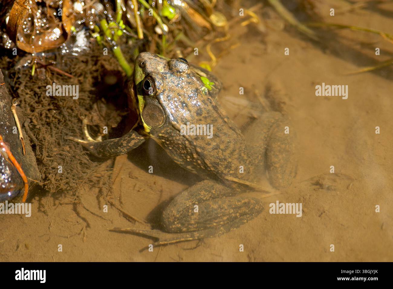 Green frog (Lithobates clamitans) in the mud - differs from a bullfrog ...