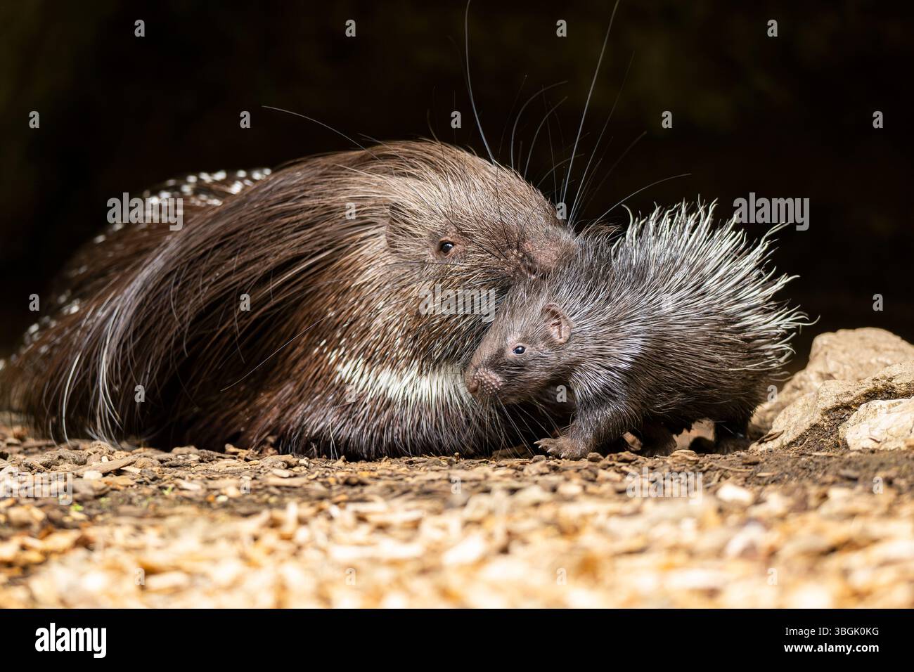 Old World porcupines (Hystrix cristata) mother with her youngster ...