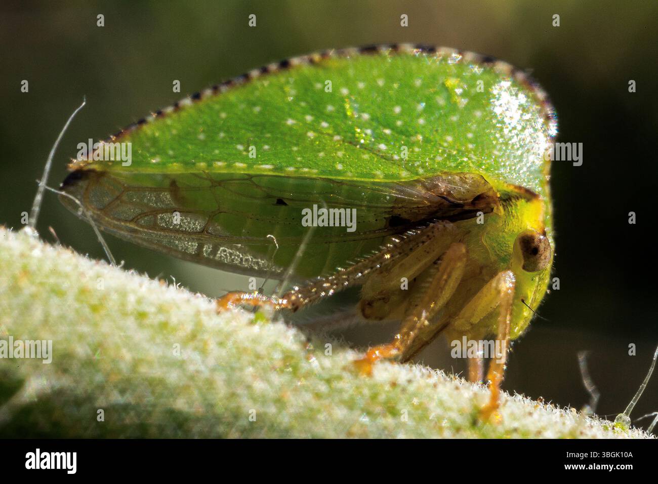 Insect plague. Amatlán, Morelos, Mexico Stock Photo - Alamy