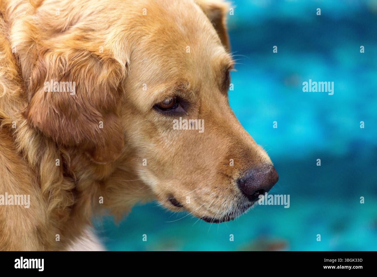 El golden retriever hi-res stock photography and images - Alamy