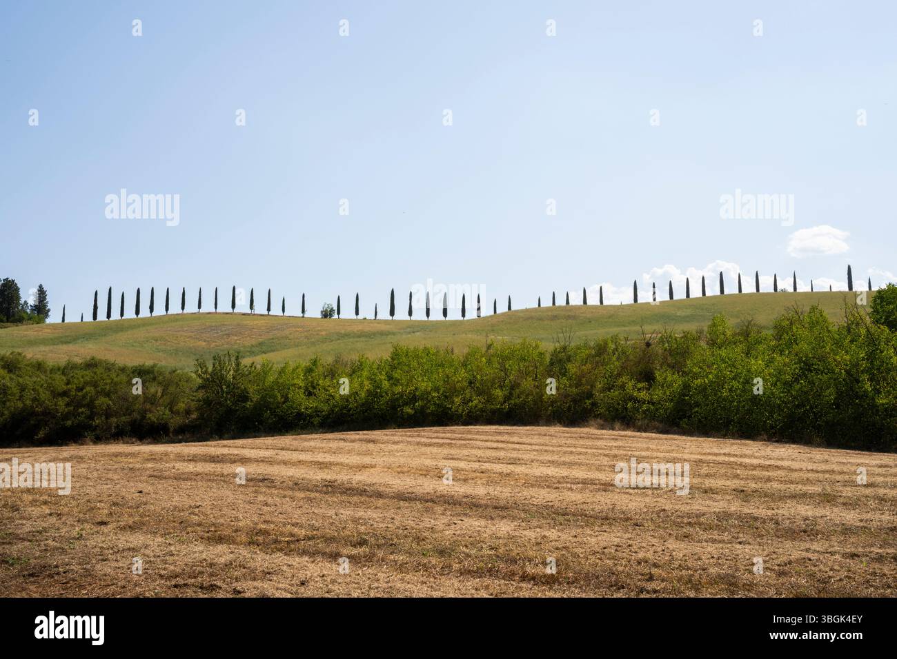 Cypress trees standing on top of a hill hi-res stock photography and ...