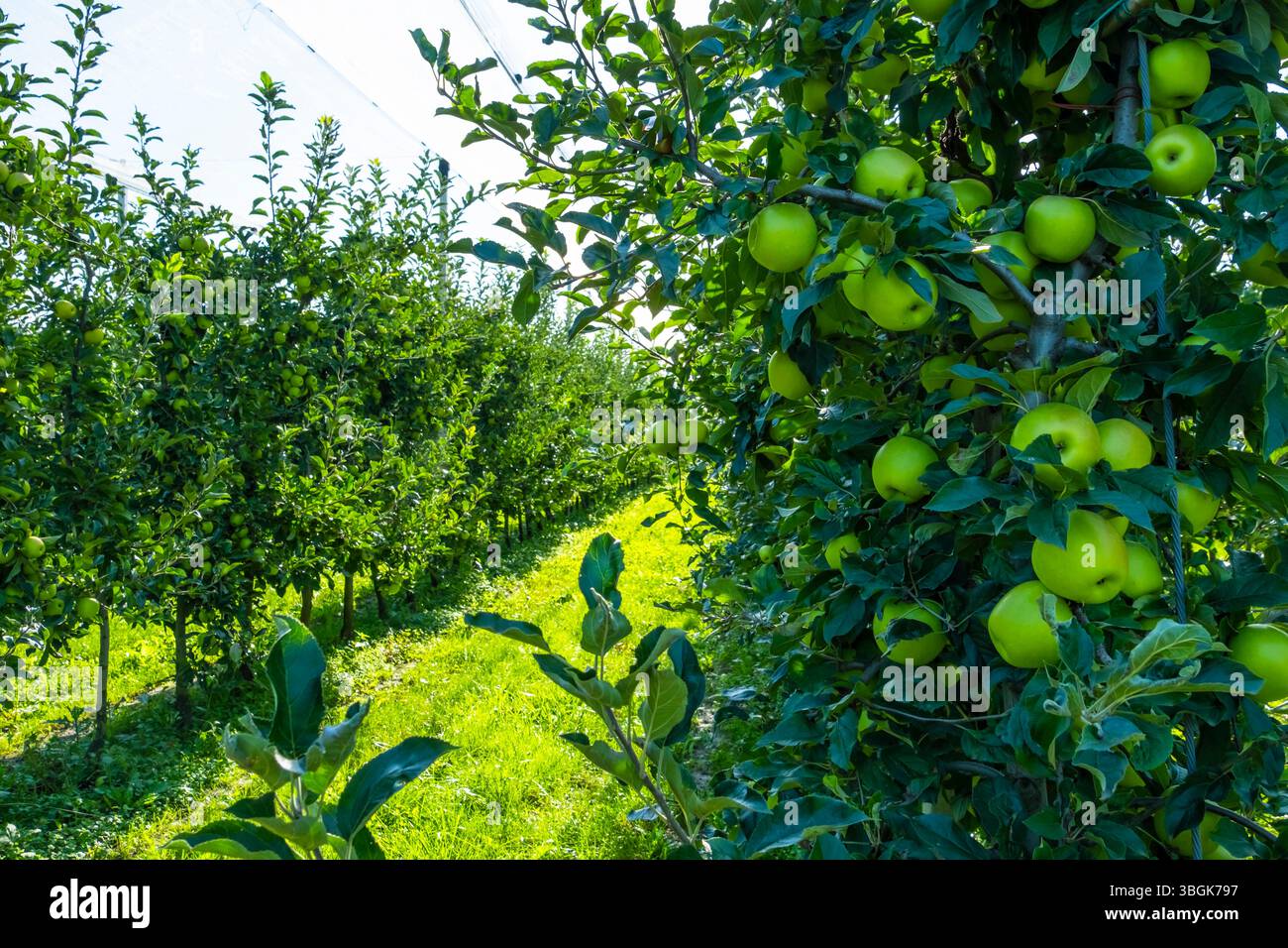 Lush apple orchard filled with vibrant green apples ripening on ...