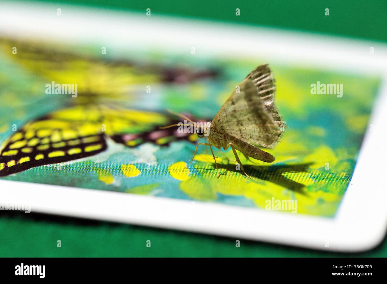 A Butterfly posing on a poker playing card Stock Photo - Alamy