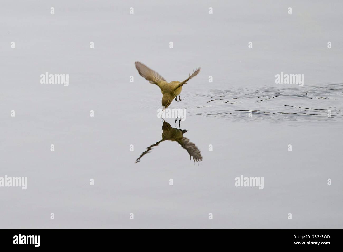 Common chiffchaff (Phylloscopus collybita) hunting on the water surface ...
