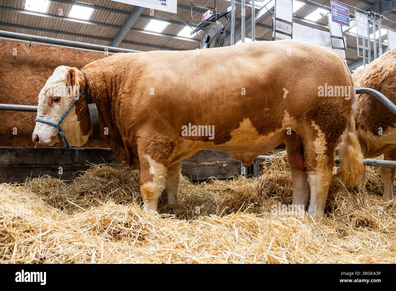 Wadebridge, UK. 5th June 2025. Cattle are prepared for judging on the ...