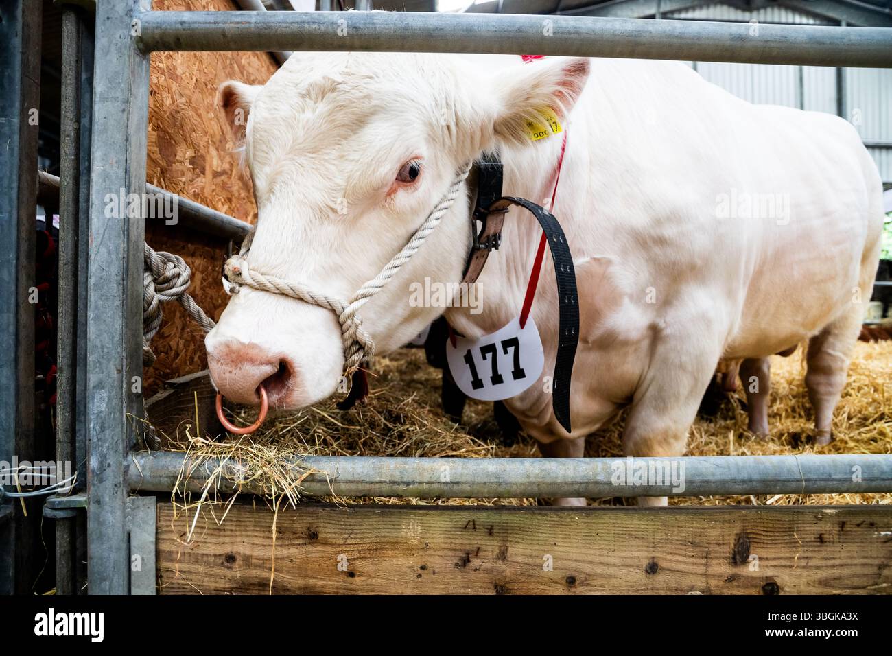 Wadebridge, UK. 5th June 2025. Cattle are prepared for judging on the ...