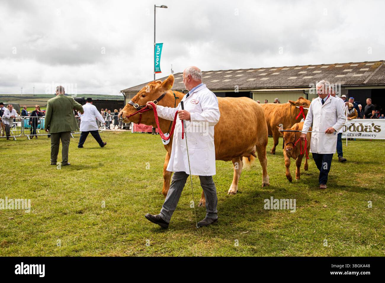 Wadebridge, UK. 5th June 2025. Events in the Cattle Judging Ring at ...
