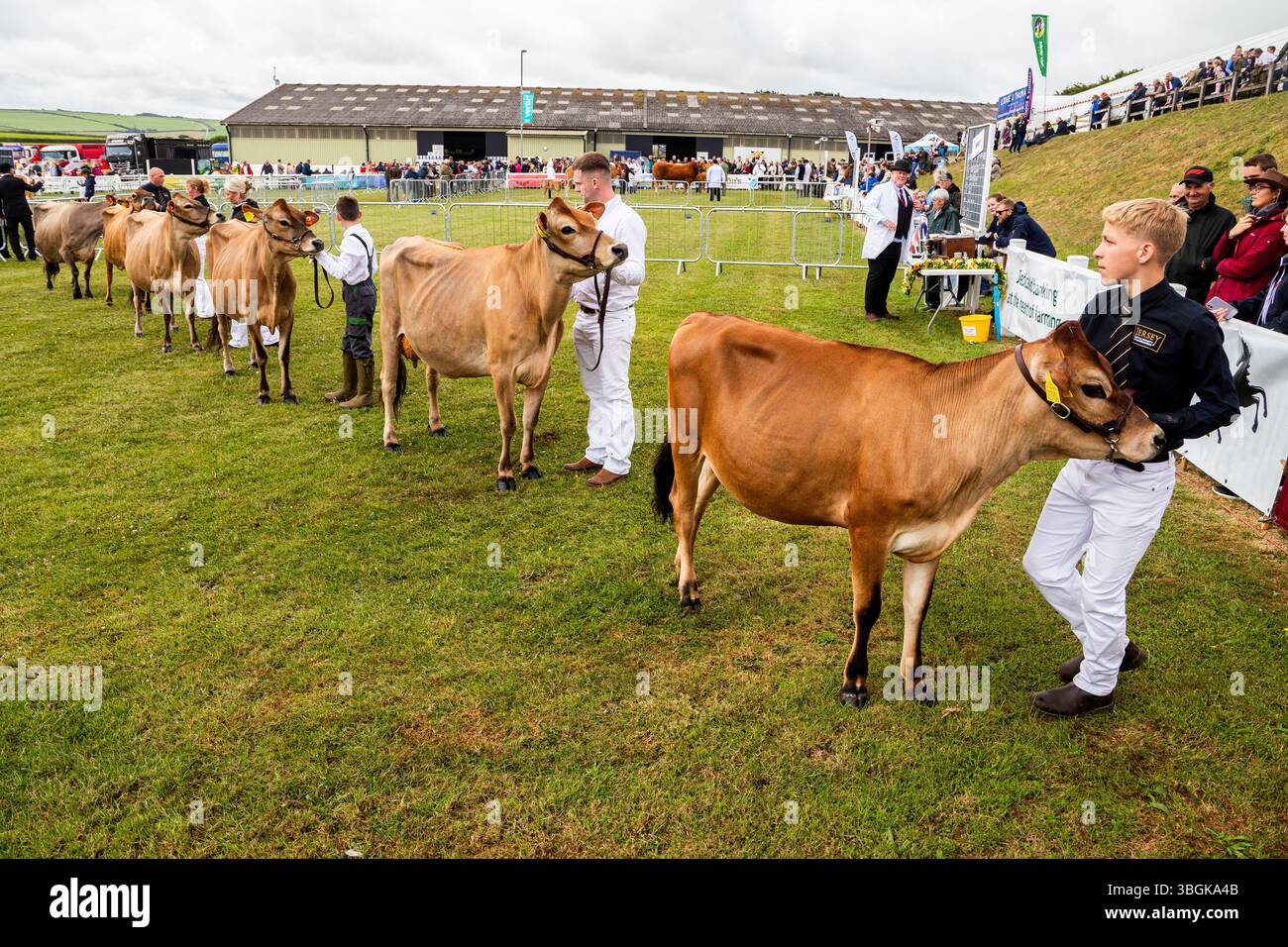 Wadebridge, UK. 5th June 2025. Events in the Cattle Judging Ring at Royal Cornwall Show 2025 ...