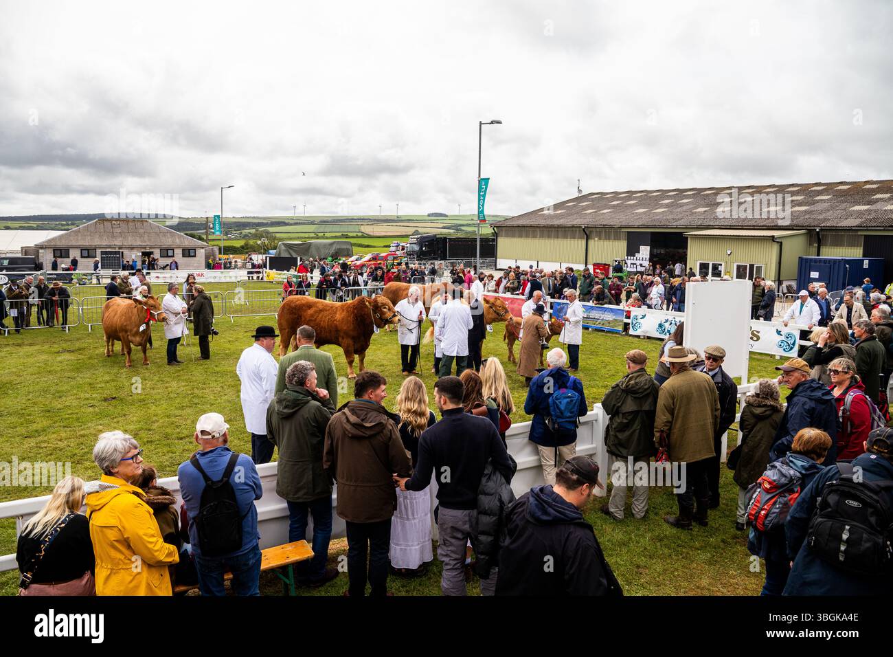 Wadebridge, UK. 5th June 2025. Events in the Cattle Judging Ring at Royal Cornwall Show 2025 ...