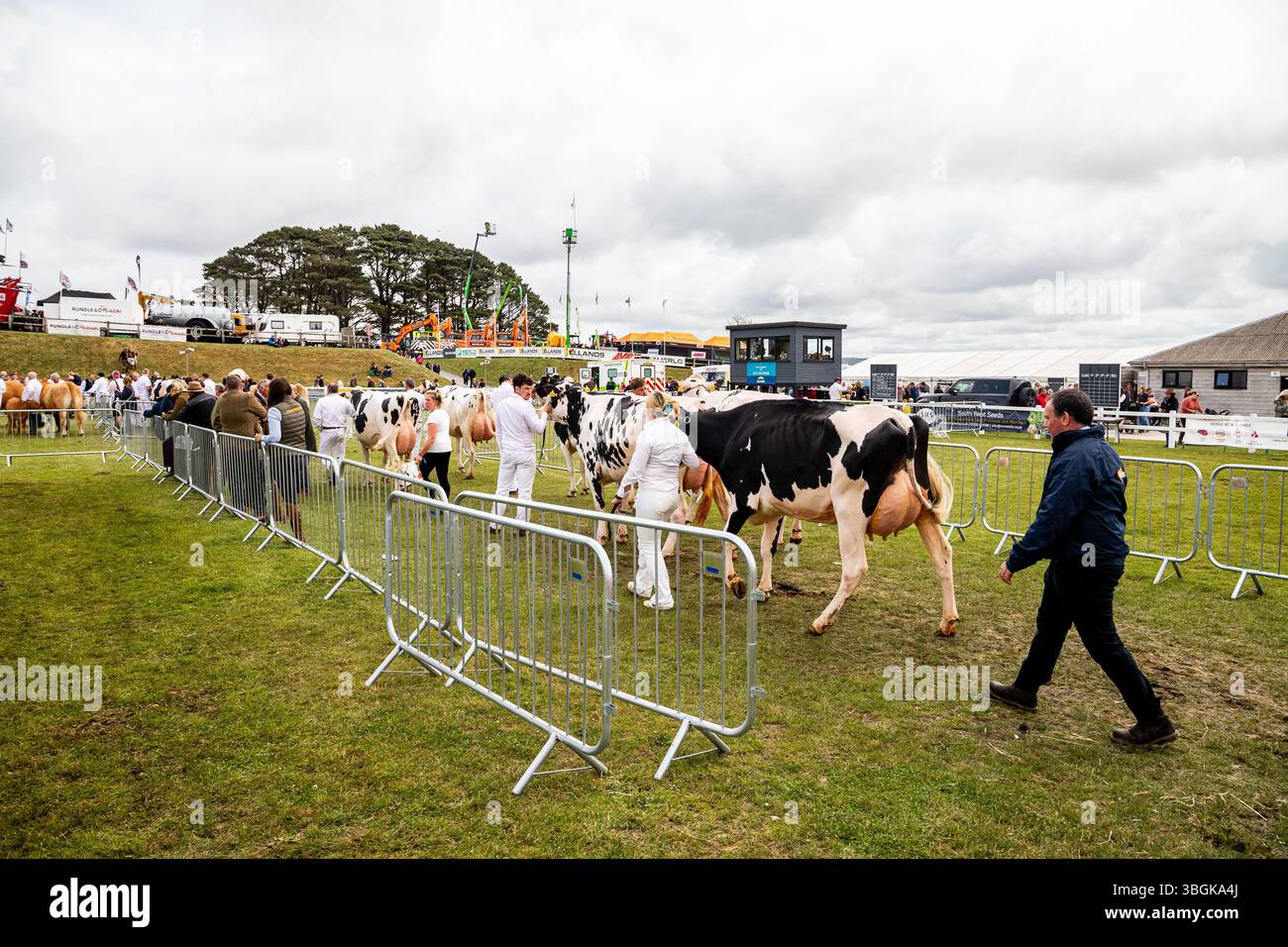 Wadebridge, UK. 5th June 2025. Events in the Cattle Judging Ring at ...