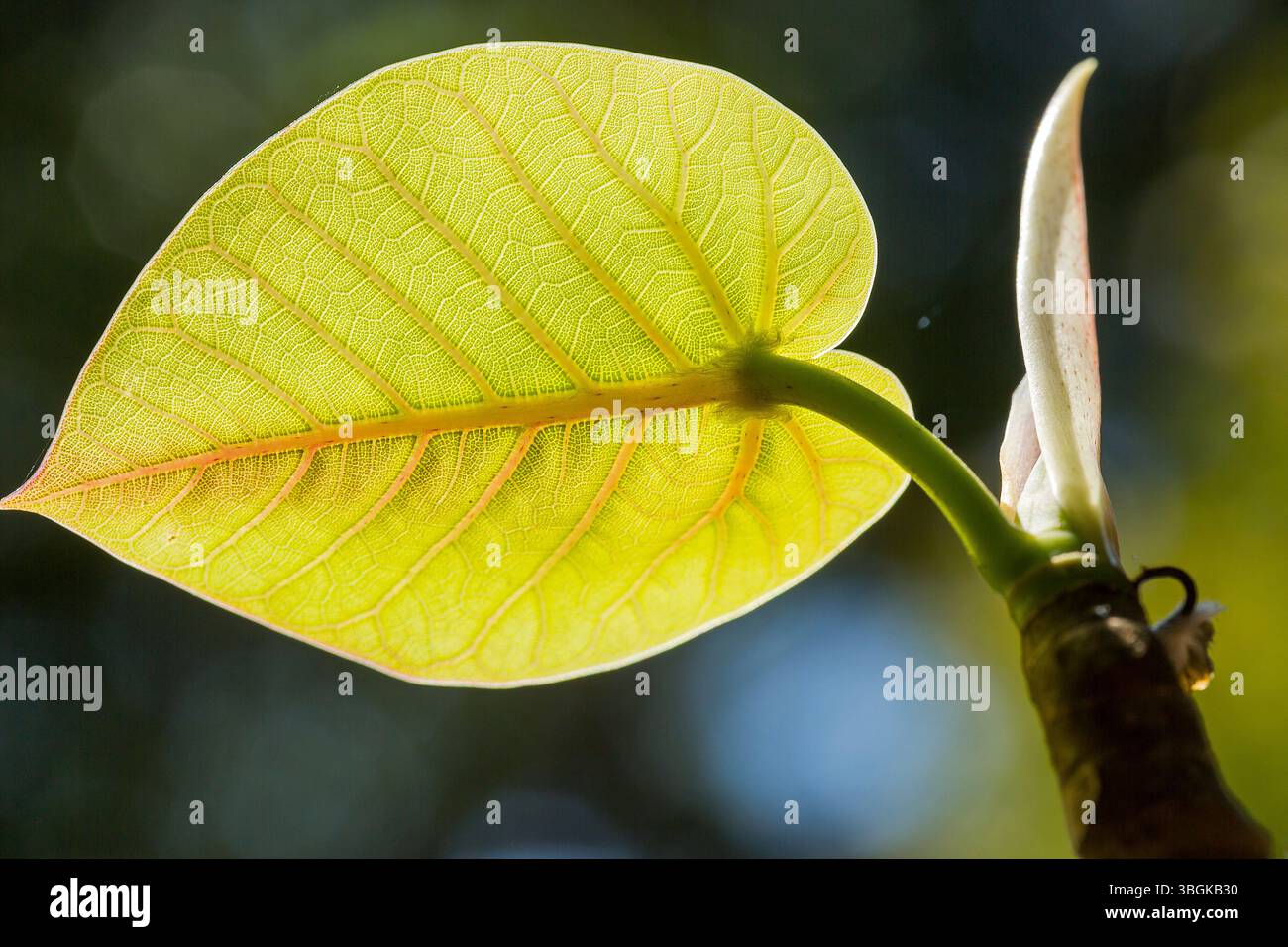 Leaf details. Amatlán, Morelos, Mexico Stock Photo - Alamy