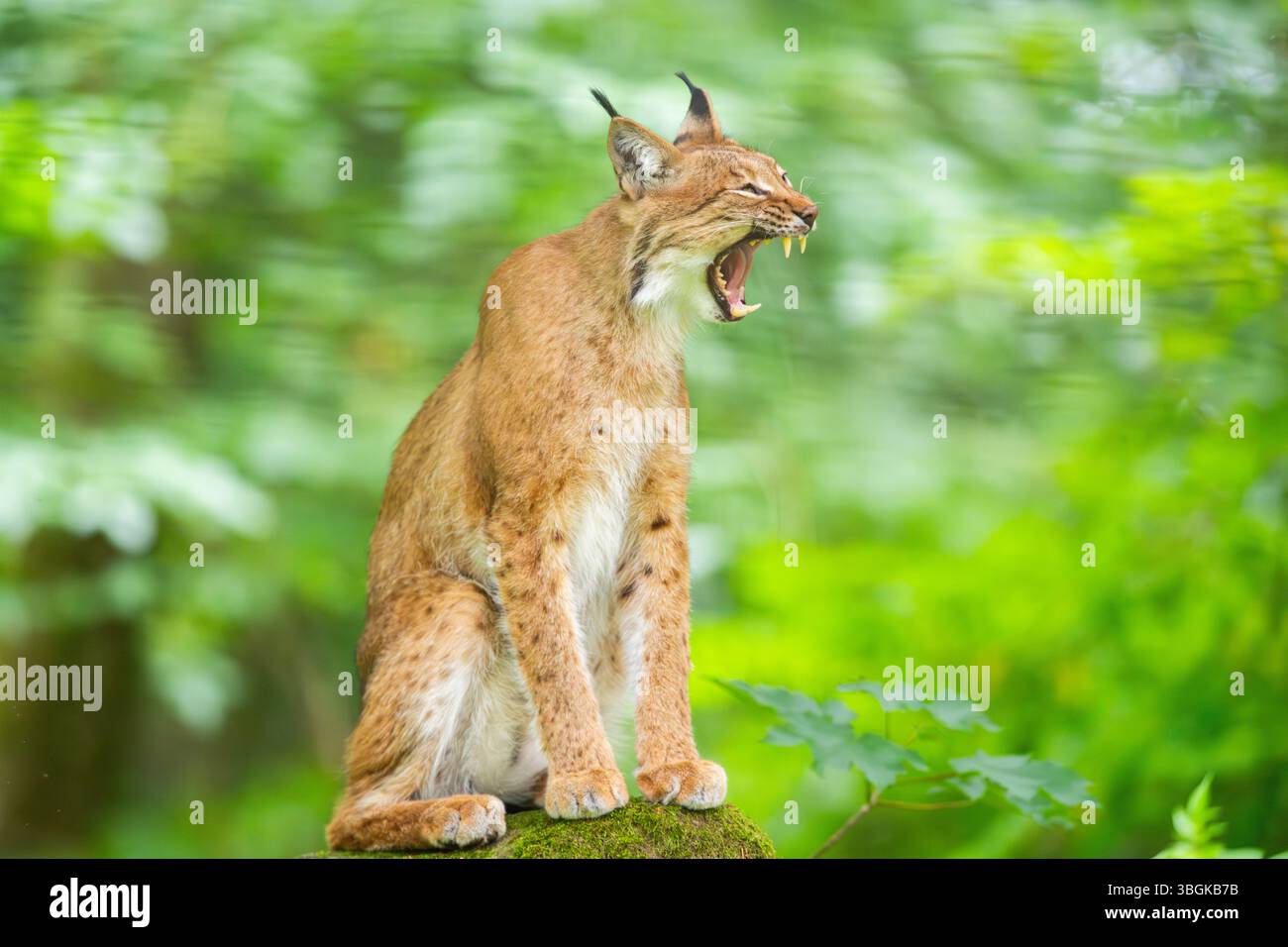 Eurasian lynx (Lynx lynx) sitting in a forest, Bavaria, Germany, Europe ...