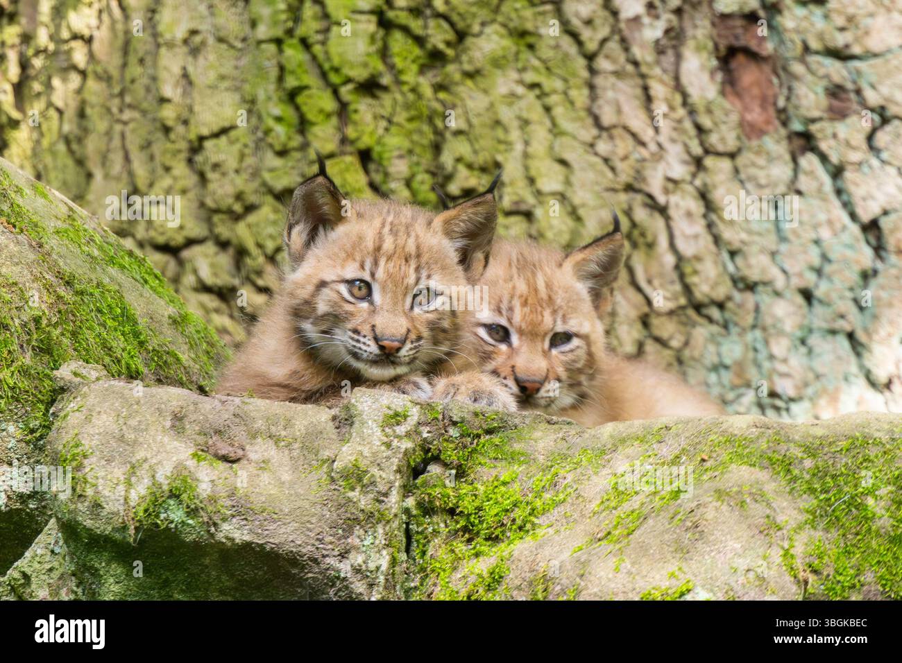 Eurasian lynx lynx lynx cubs youngster in a forest hi-res stock ...