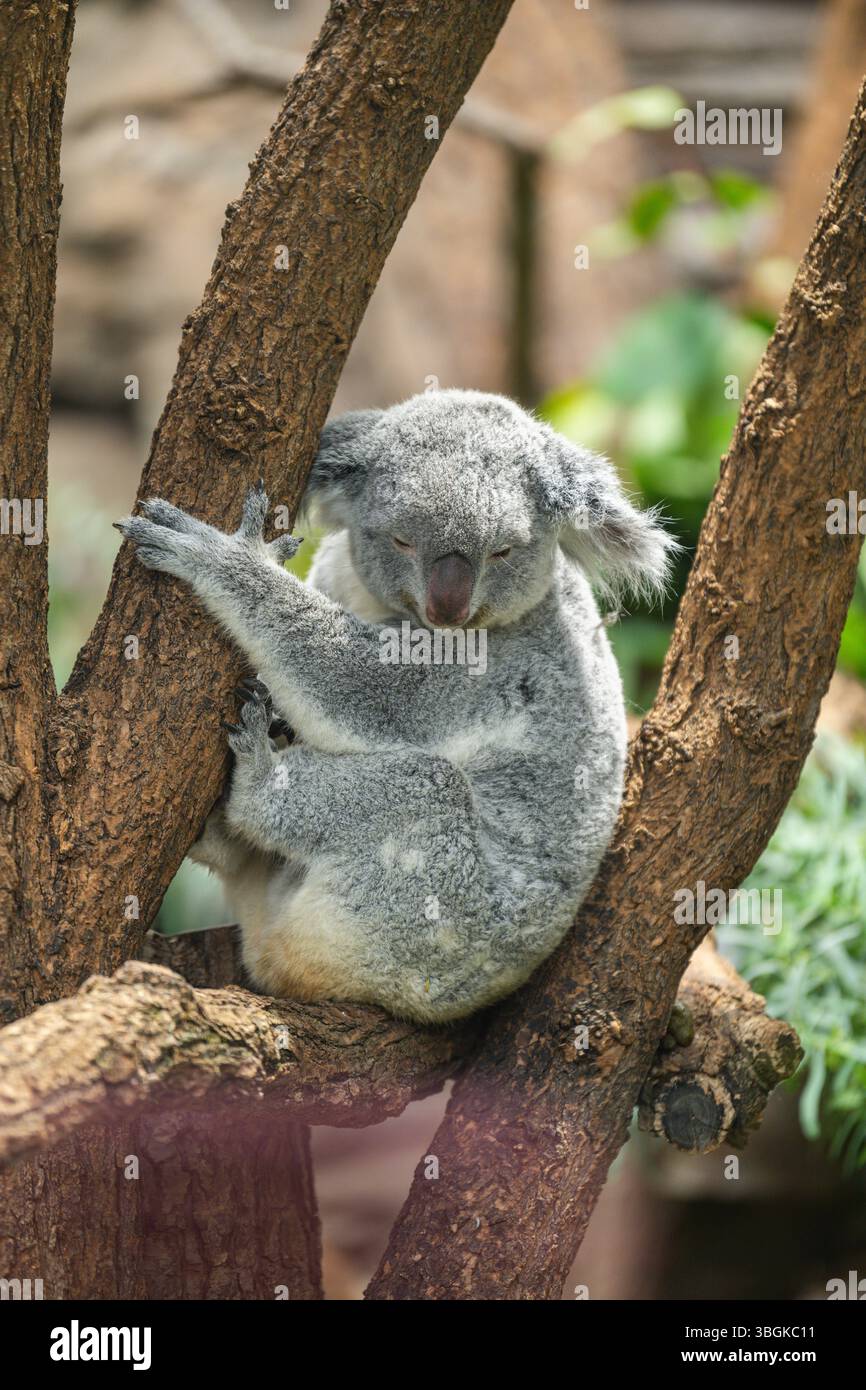 Koala (Phascolarctos cinereus) sitting on a tree, captive, distribution ...