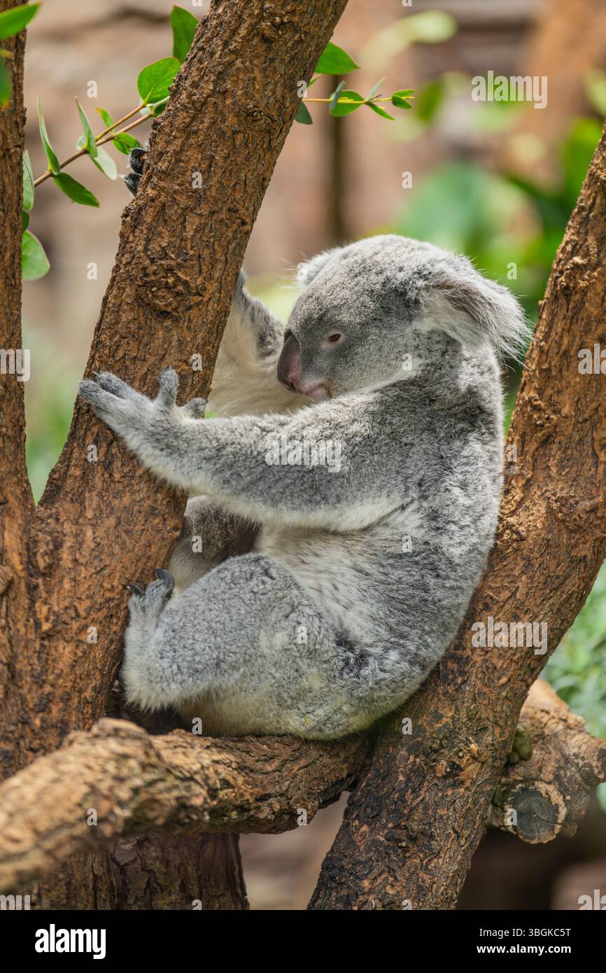 Koala (Phascolarctos cinereus) sitting on a tree, captive, distribution ...