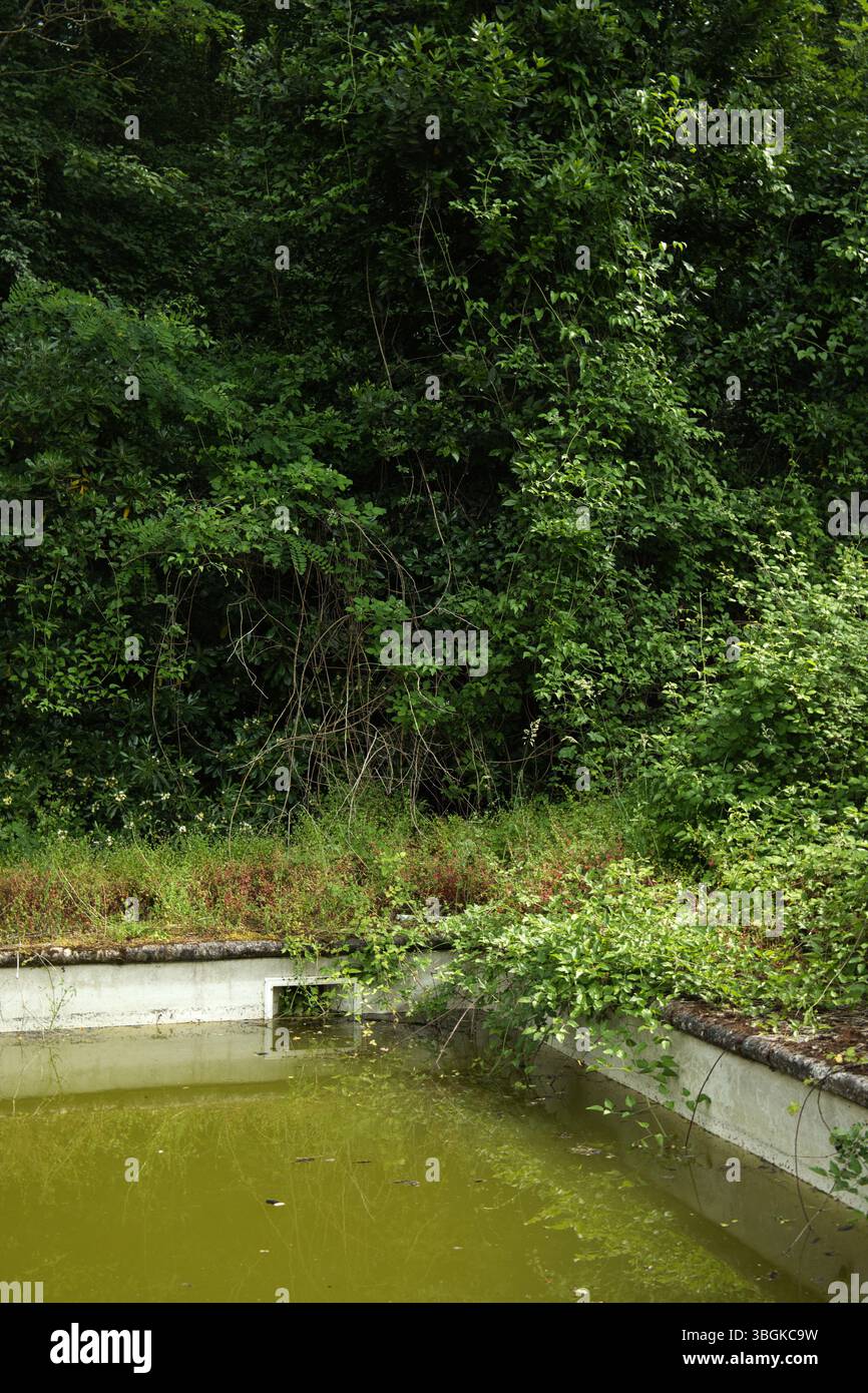 old abandoned swimming pool in the bush Stock Photo - Alamy