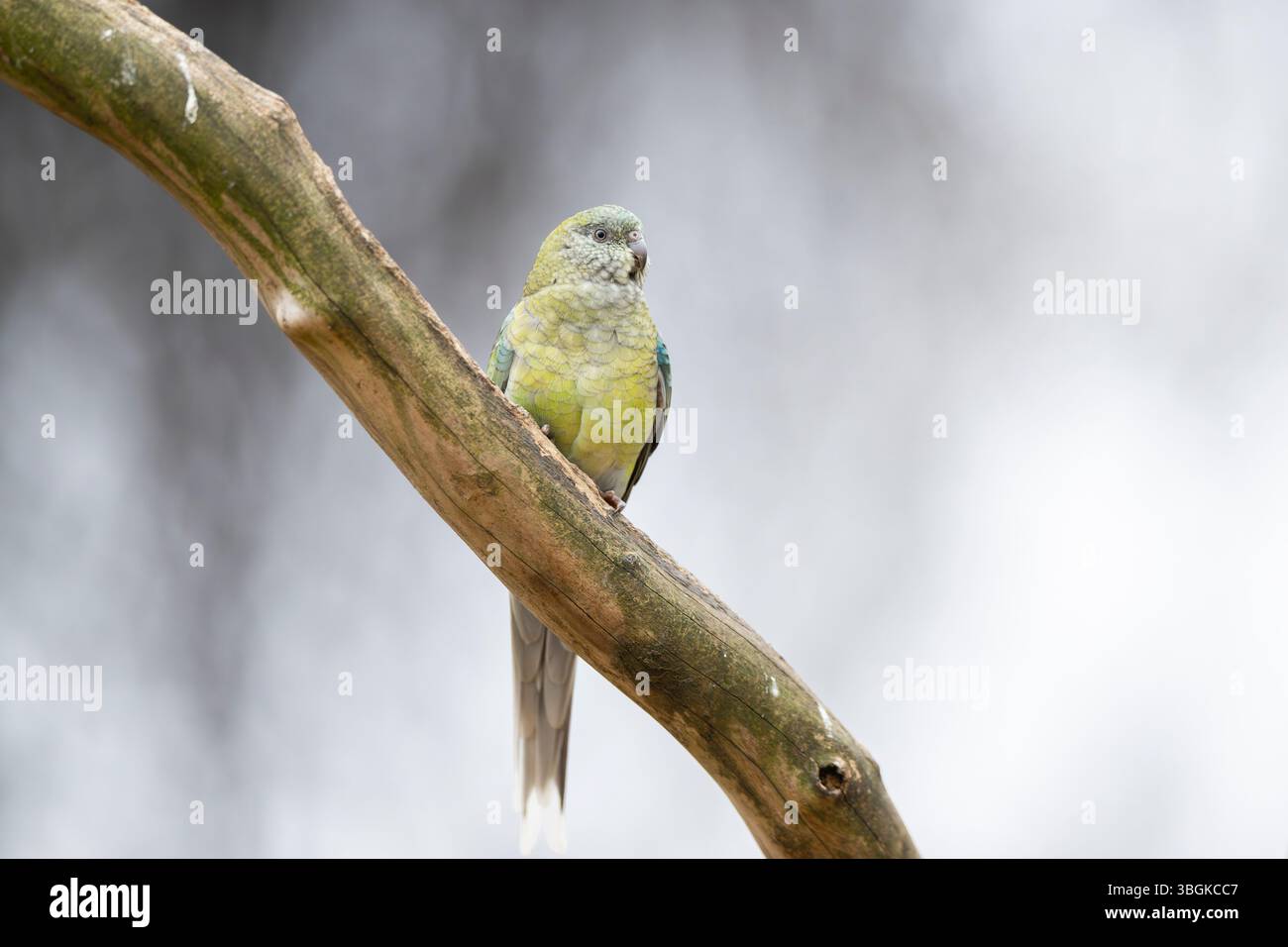 Red-rumped parrot (Psephotus haematonotus) female sitting on a branch ...