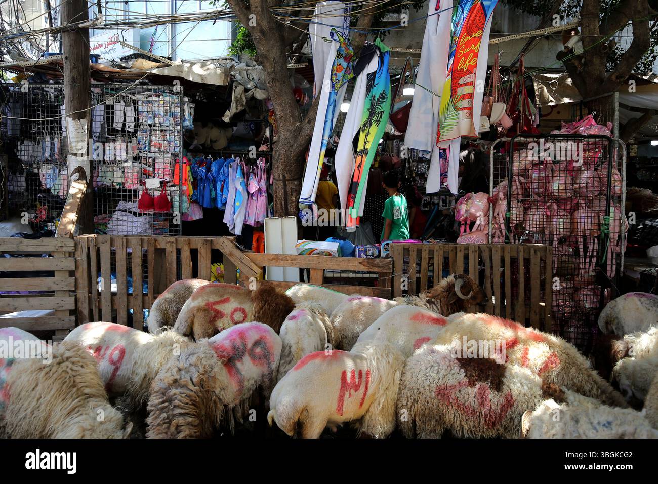 June 5, 2025, Beirut, Beirut, Lebanon: Sacrificial sheep are displayed ...