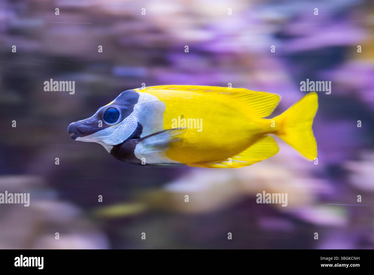 Yellow longnose butterflyfish forceps butterflyfish forcipiger ...