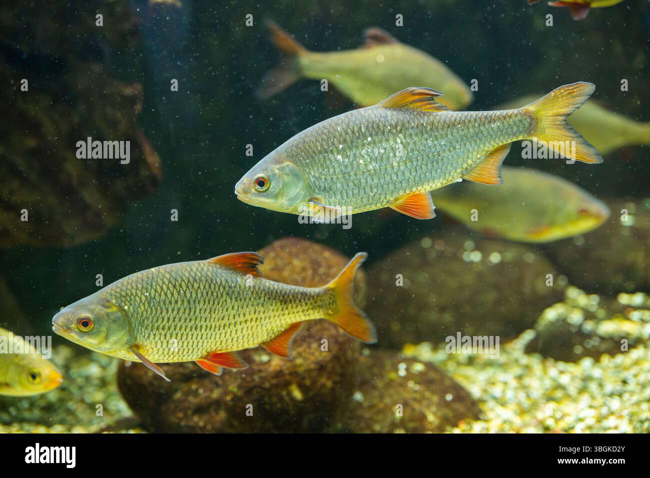 Common rudd (Scardinius erythrophthalmus) swimming under water, Bavaria ...