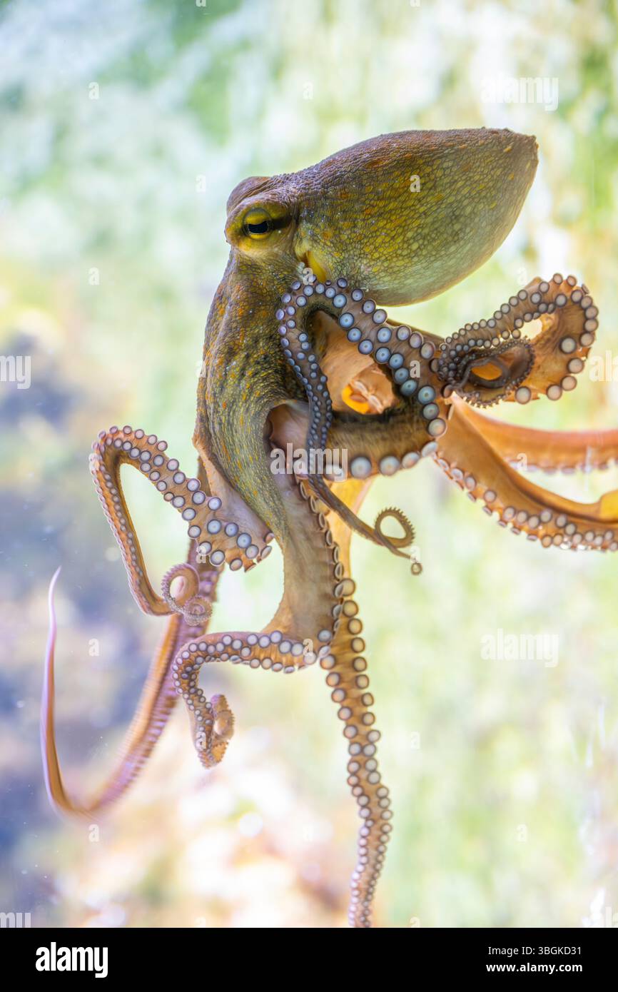 Common octopus (Octopus vulgaris) swimming under water, captive ...