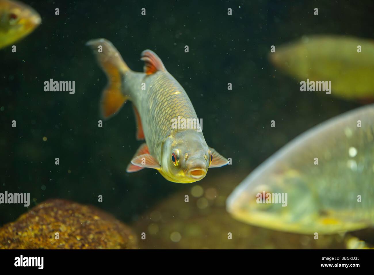Common rudd (Scardinius erythrophthalmus) swimming under water, Bavaria ...